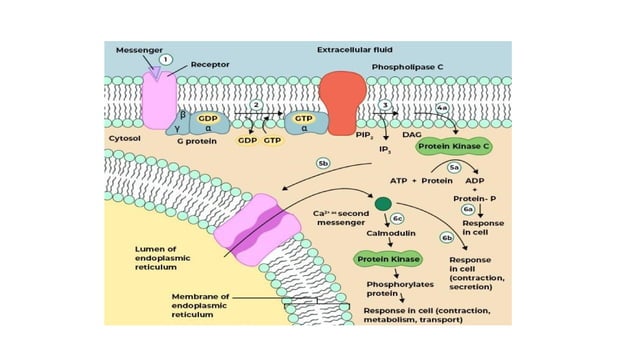 Cell signaling: G-Protein, tyrosine kinase and proteolysis | PPTX