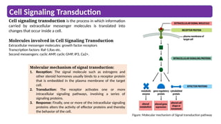 Cell signalling in biological science. ppt | PPTX