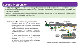 Cell signalling in biological science. ppt | PPT