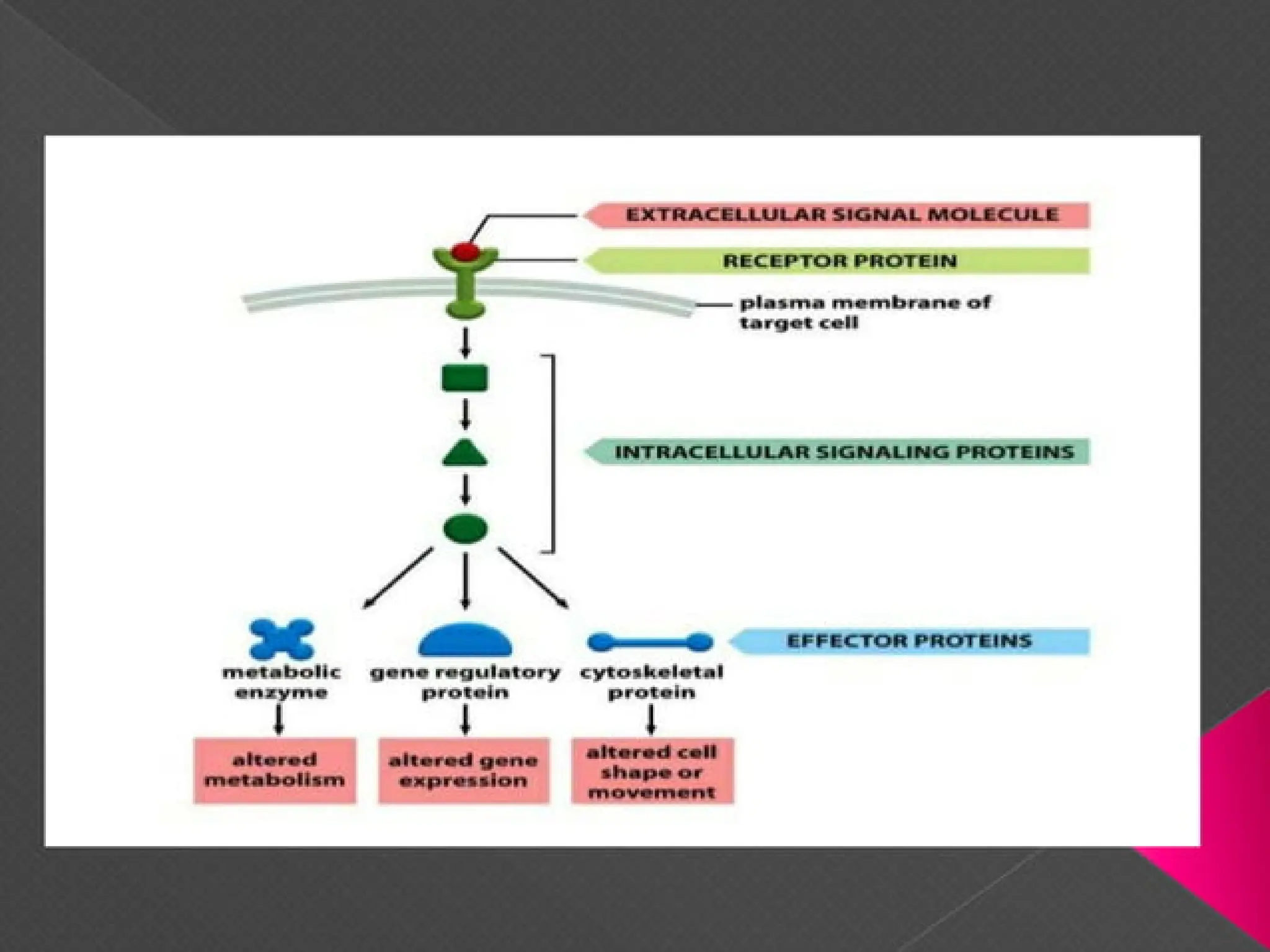cell signalling , intracellular, extracellular pathway | PPT