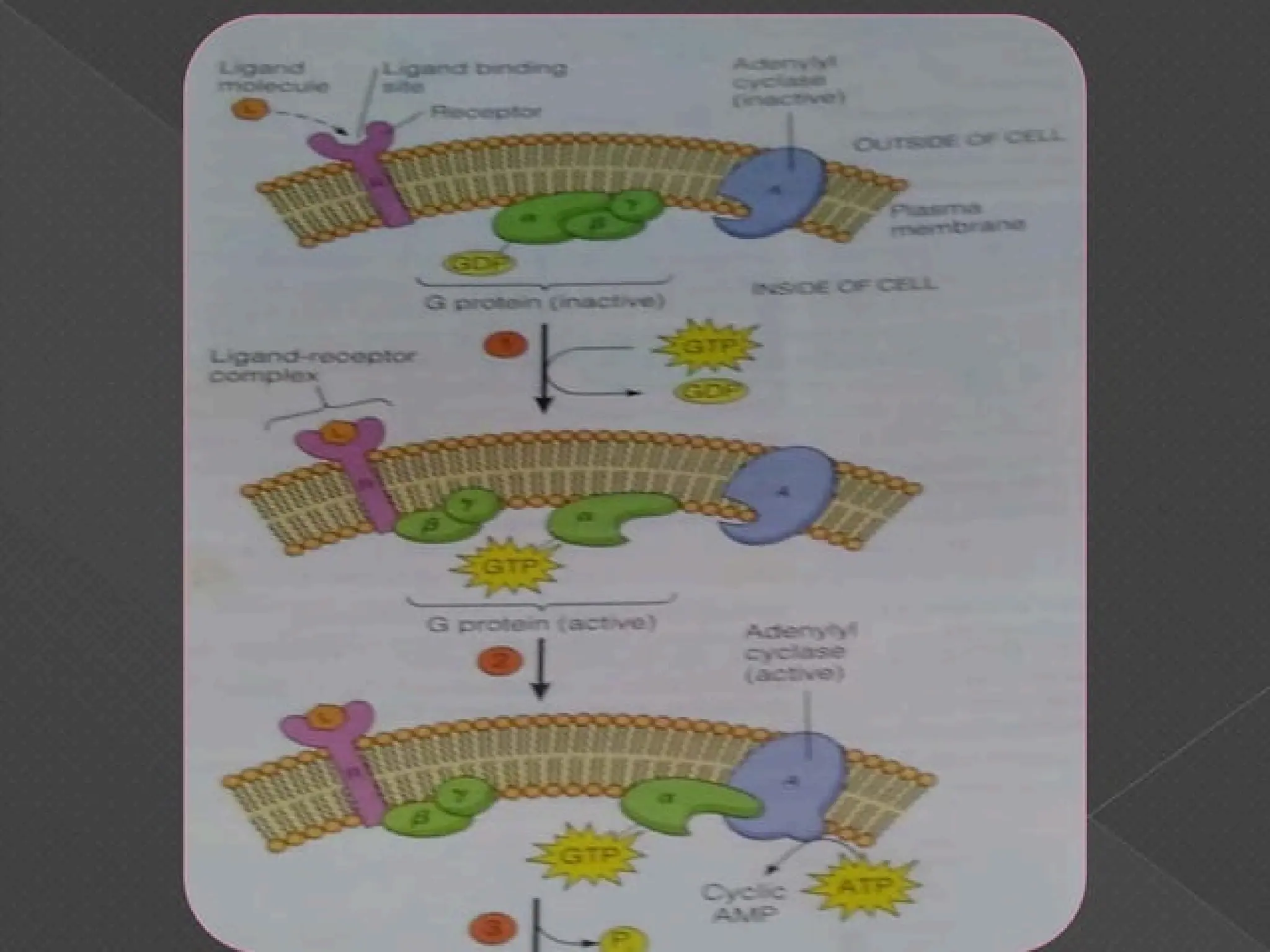 cell signalling , intracellular, extracellular pathway | PDF