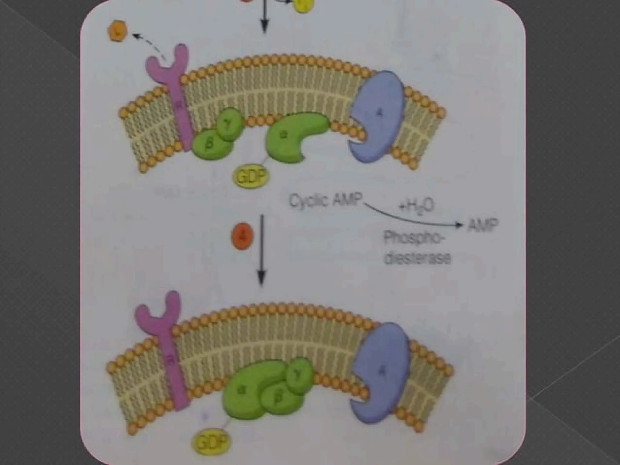 cell signalling , intracellular, extracellular pathway | PDF