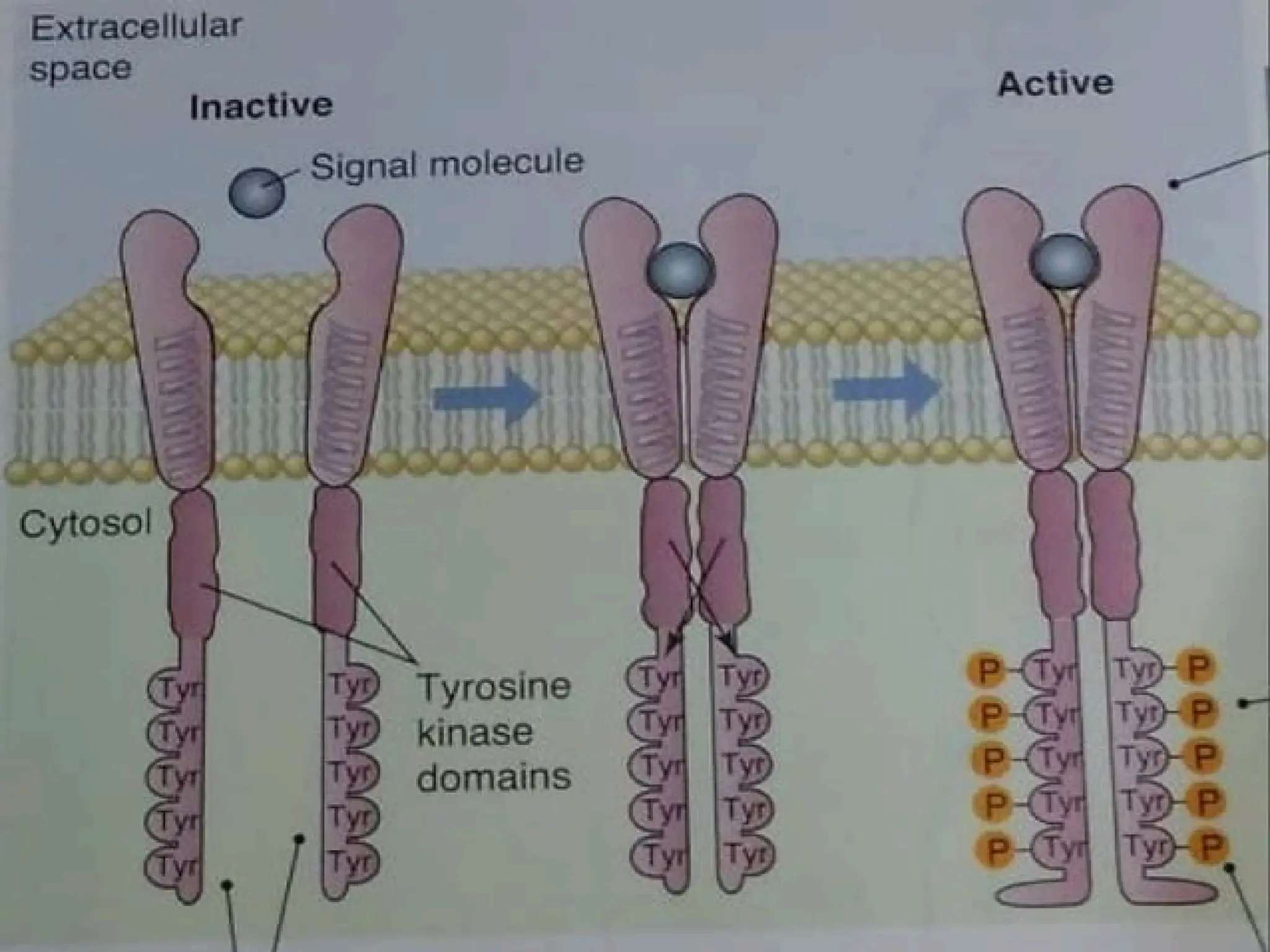 cell signalling , intracellular, extracellular pathway | PDF