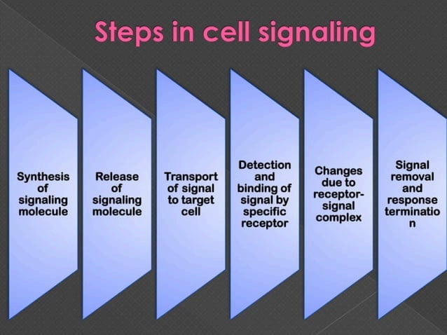 cell signalling , intracellular, extracellular pathway | PDF