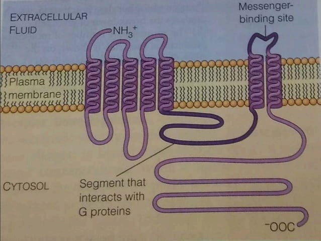 cell signalling , intracellular, extracellular pathway | PDF