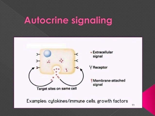 cell signalling , intracellular, extracellular pathway | PPT