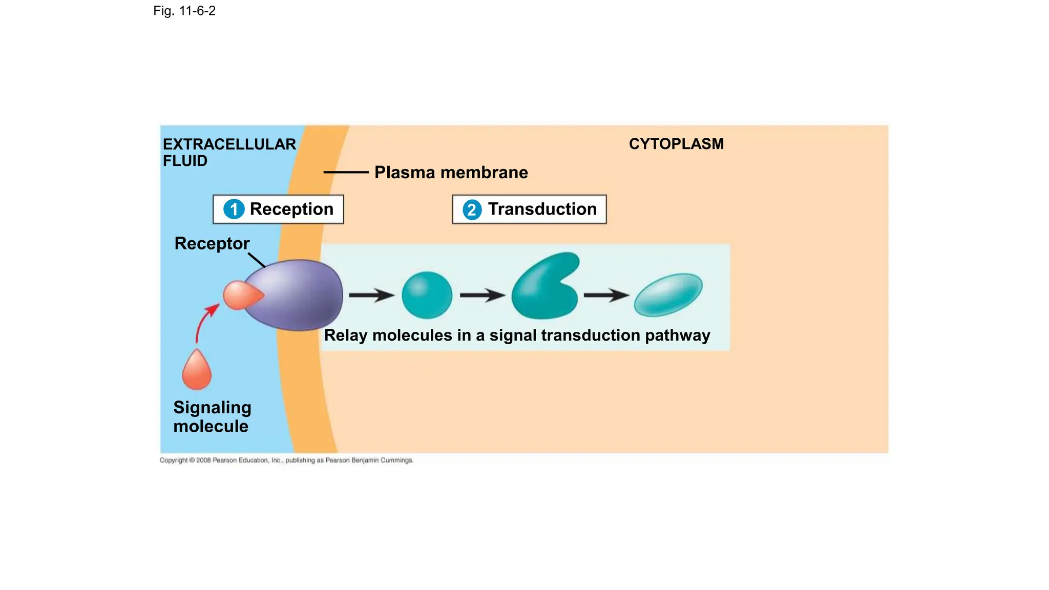 cell signalling & communication of cells.ppt | Biological Sciences ...