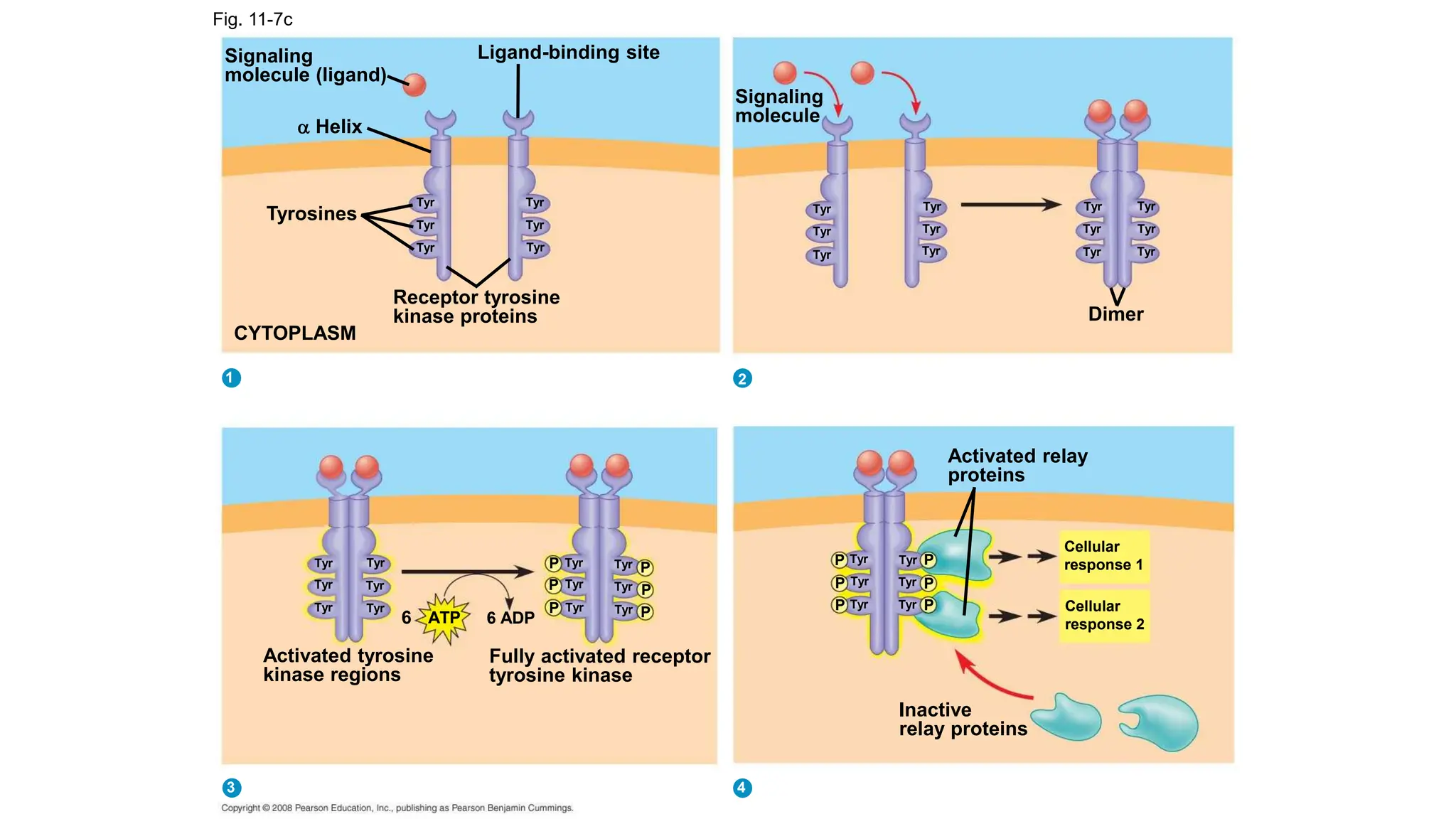 cell signalling & communication of cells.ppt | Biological Sciences ...