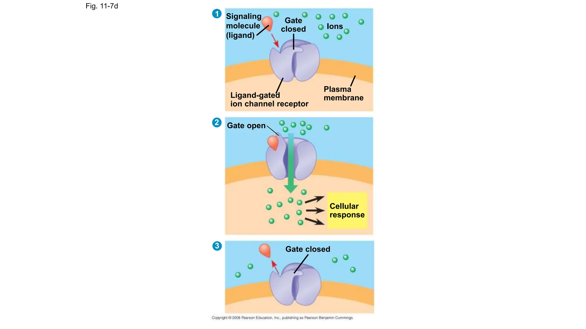 cell signalling & communication of cells.ppt | Biological Sciences ...