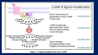 Cell Signal Amplification