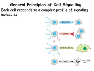 cell signalling Higher level, Post graduate | PPT