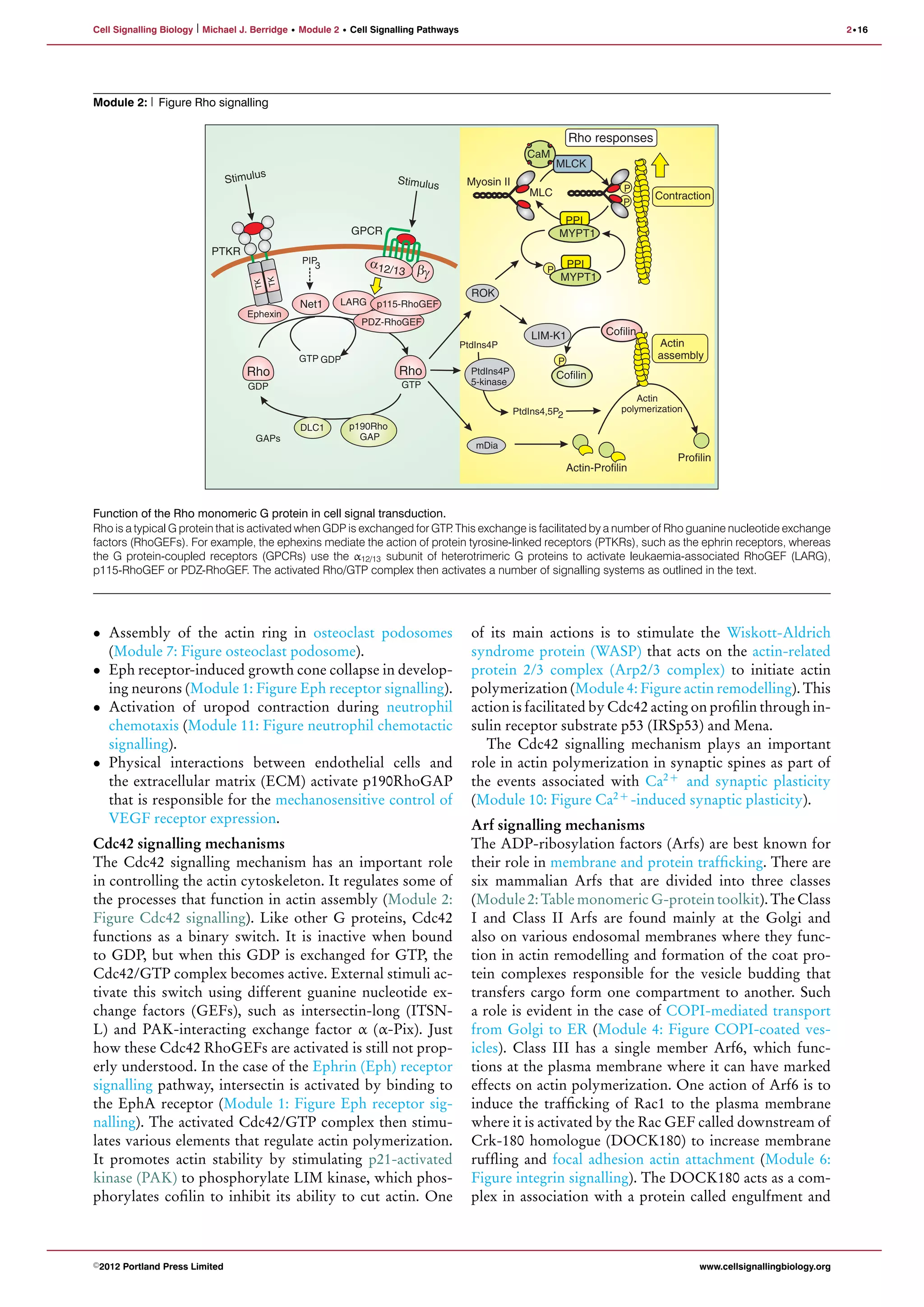 Cell signalling pathway | PDF | Endocrine and Metabolic Diseases ...