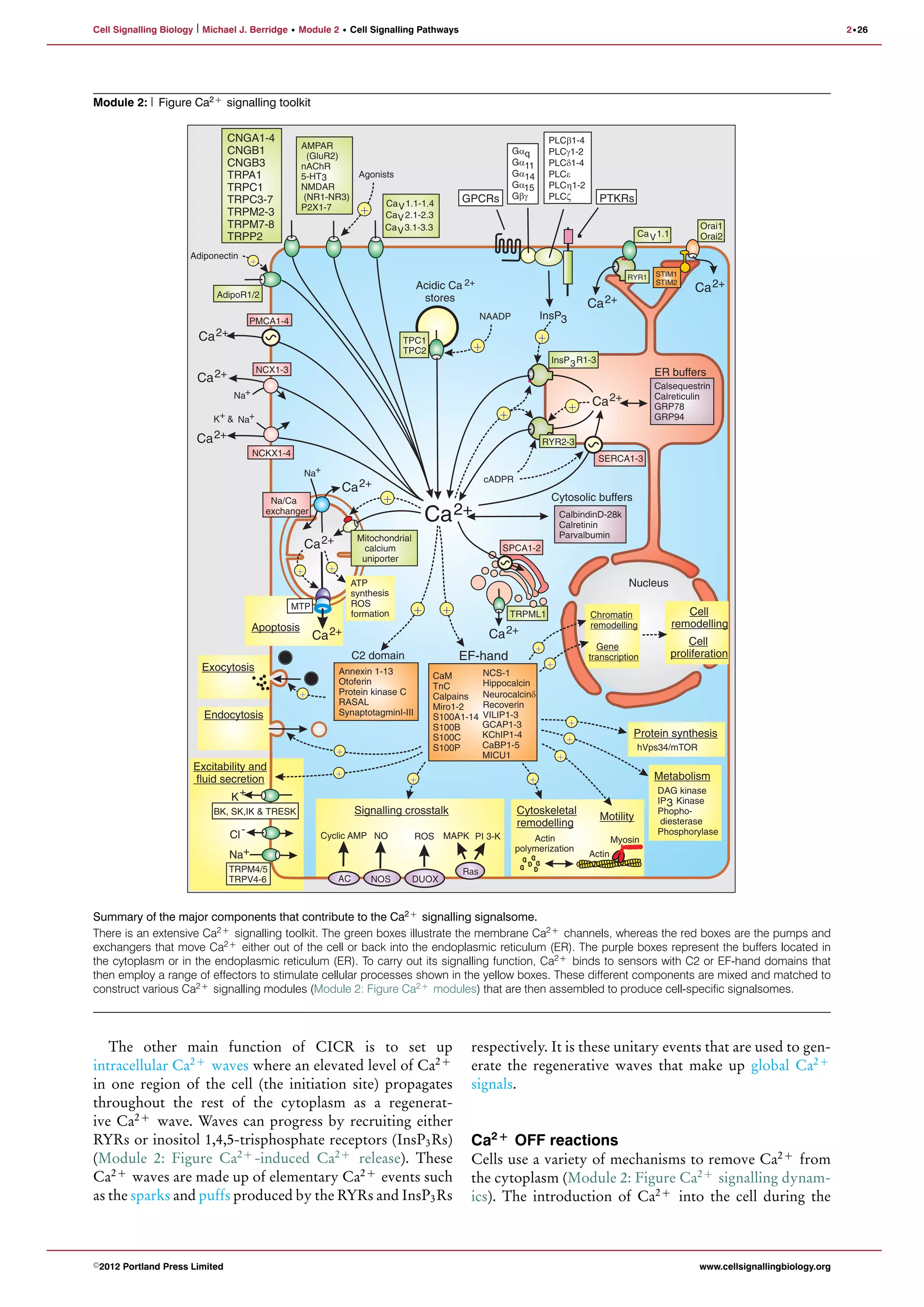 Cell signalling pathway | PDF | Endocrine and Metabolic Diseases ...