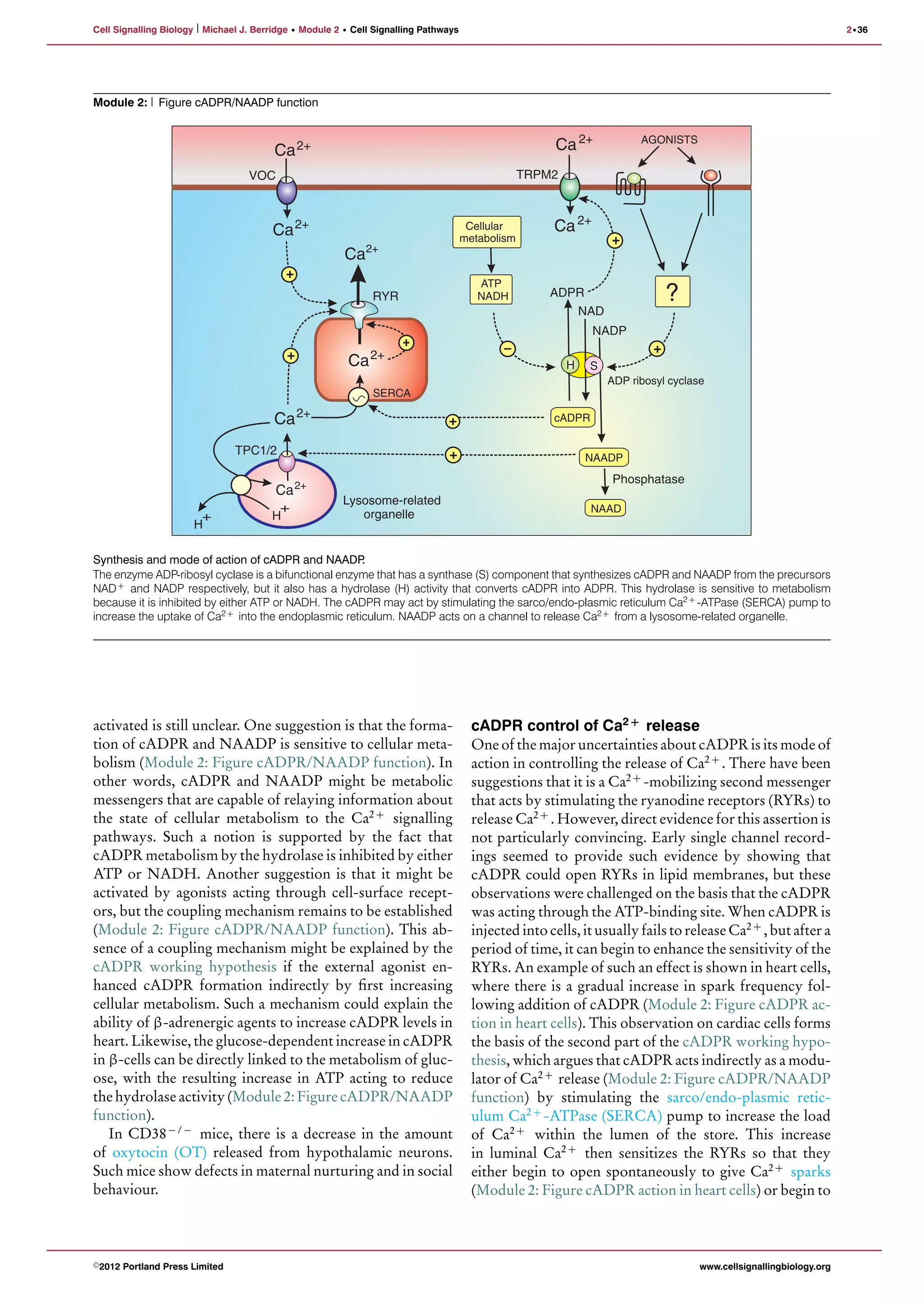 Cell signalling pathway | PDF | Endocrine and Metabolic Diseases ...