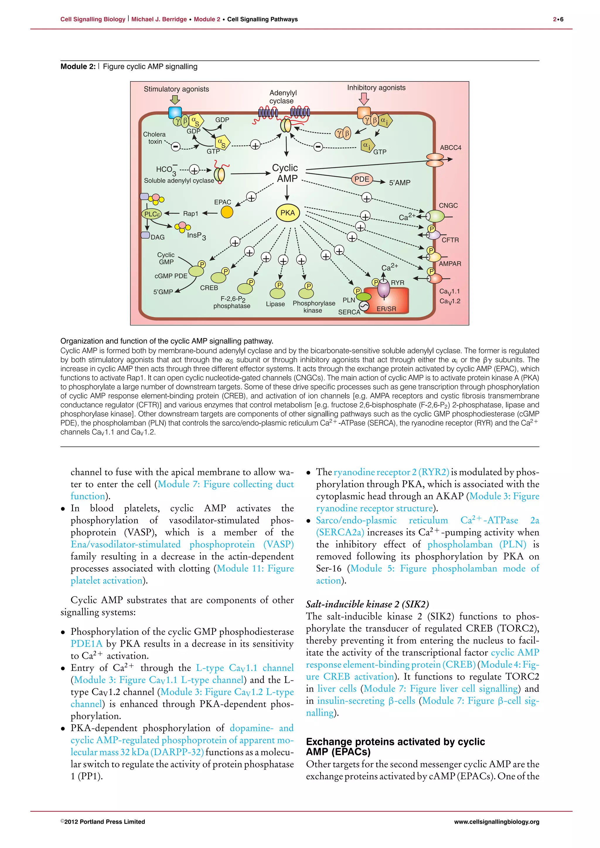 Cell signalling pathway | PDF | Endocrine and Metabolic Diseases ...