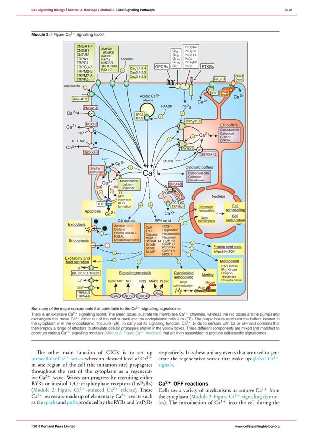 Cell signalling pathway | PDF | Endocrine and Metabolic Diseases ...