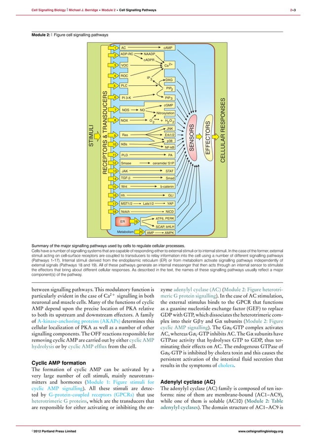 Cell signalling pathway | PDF | Endocrine and Metabolic Diseases ...