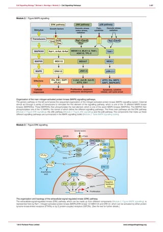 Cell signalling pathway | PDF