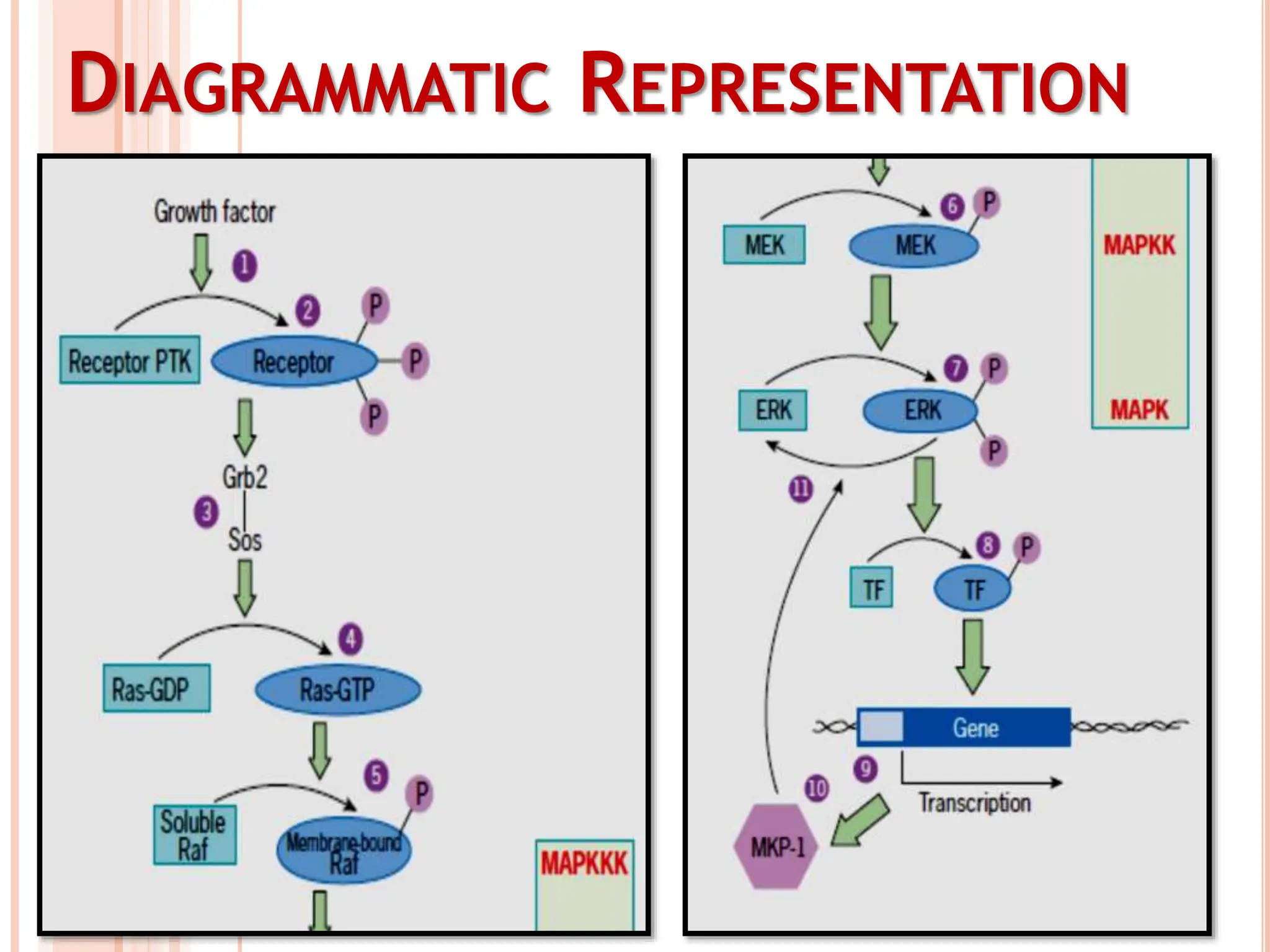 Cell signalling through MAP-Kinase and JAK STAT pathway.pptx