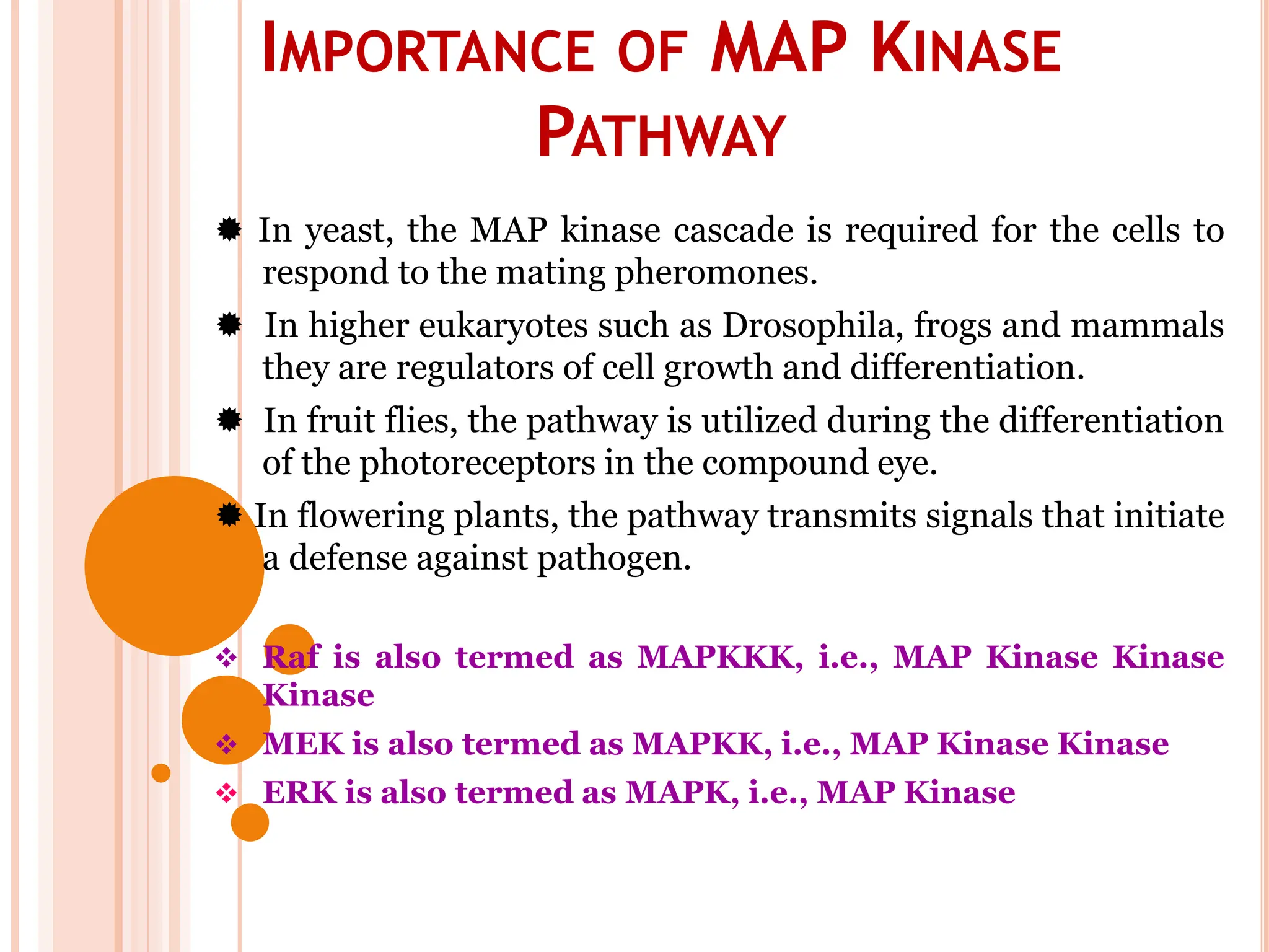 Cell signalling through MAP-Kinase and JAK STAT pathway.pptx