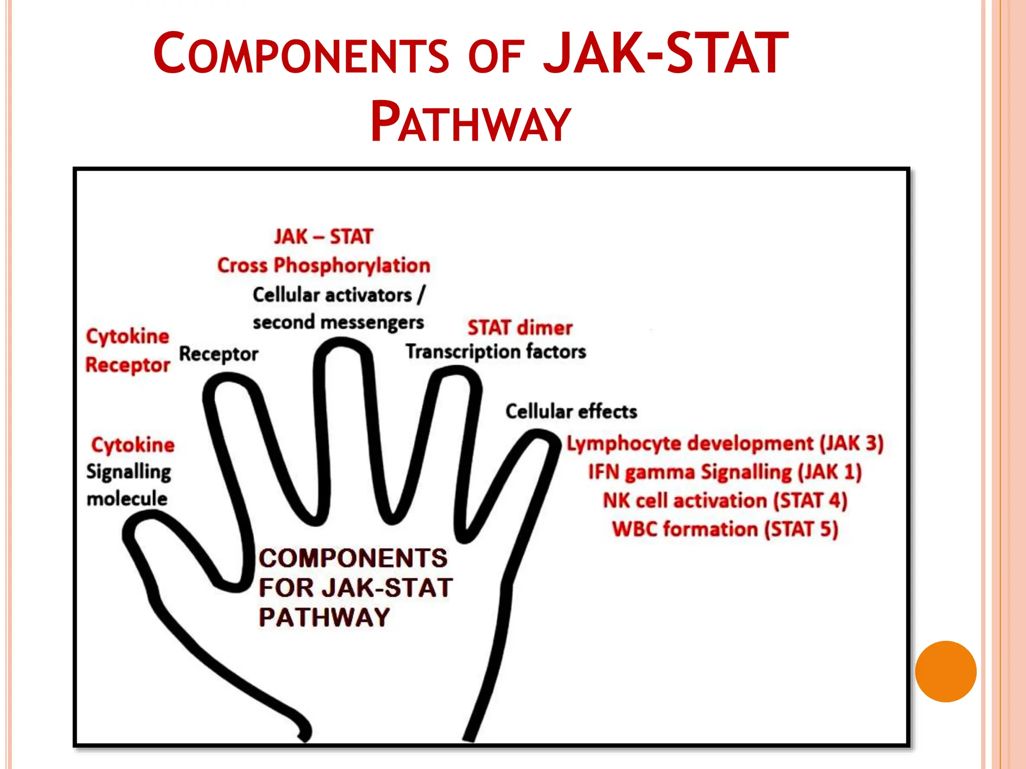 Cell signalling through MAP-Kinase and JAK STAT pathway.pptx