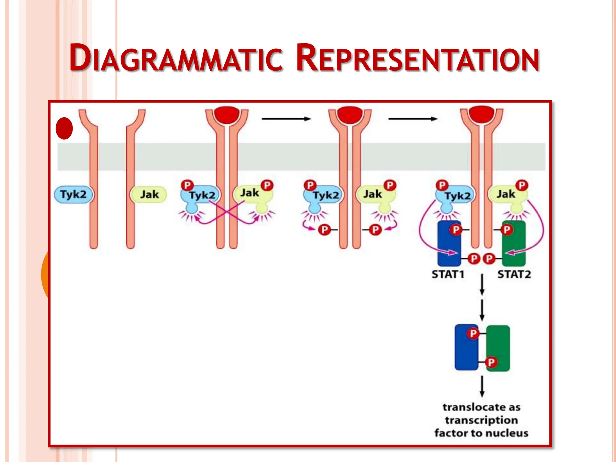 Cell signalling through MAP-Kinase and JAK STAT pathway.pptx