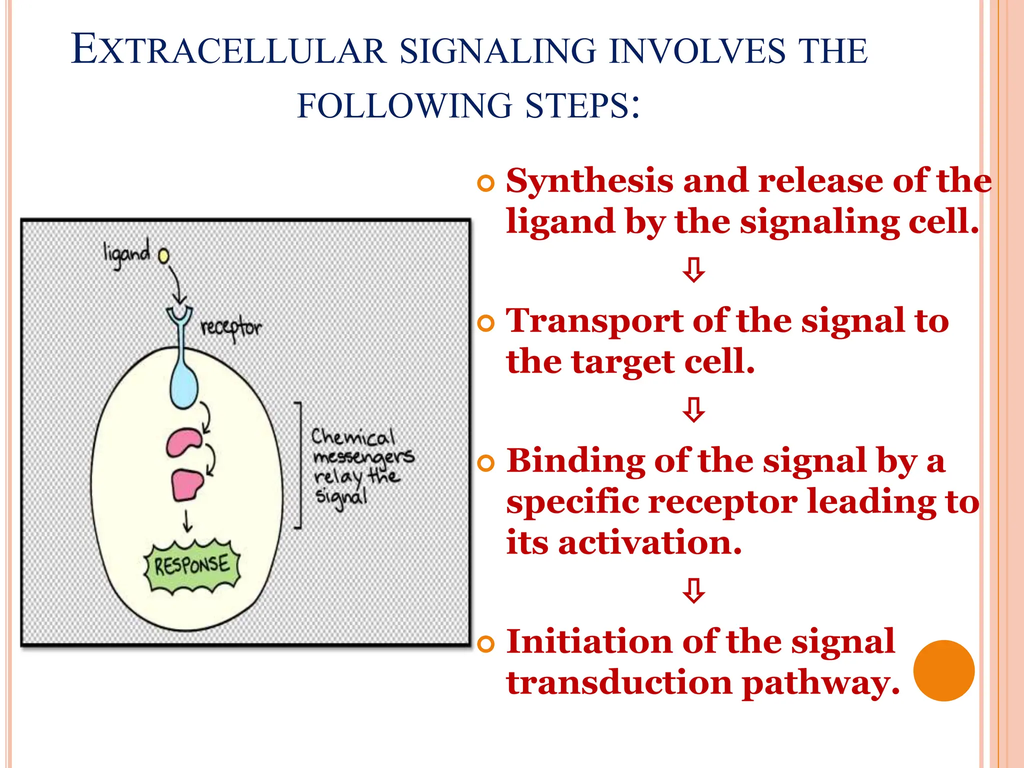 Cell signalling through MAP-Kinase and JAK STAT pathway.pptx