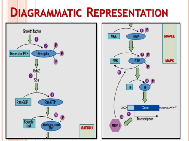 Cell signalling through MAP-Kinase and JAK STAT pathway.pptx | Operating Systems | Computer ...