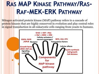 Cell signalling through MAP-Kinase and JAK STAT pathway.pptx
