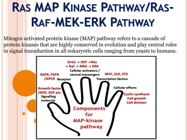 Cell signalling through MAP-Kinase and JAK STAT pathway.pptx ...