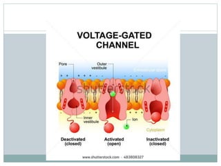 Voltage Operated channel, Receptor Operated channel, Second messenger ...