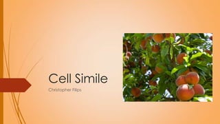Cell simile project | PPTX | Biological Sciences | Science