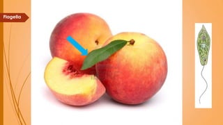 Cell simile project | PPT