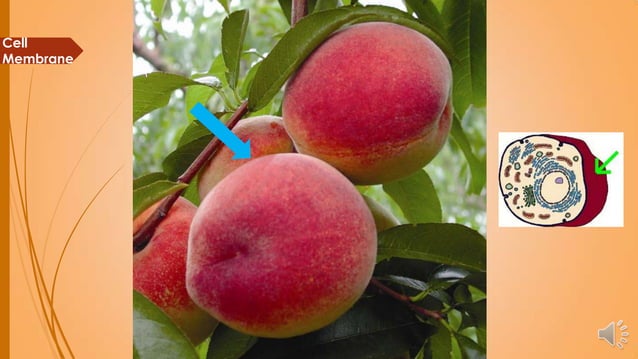 Cell simile project | PPT