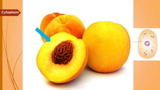 Cell simile project | PPTX | Biological Sciences | Science