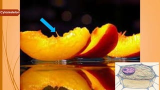 Cell simile project | PPT