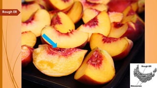 Cell simile project | PPT