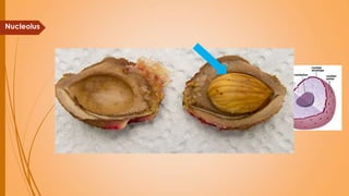 Cell simile project | PPT