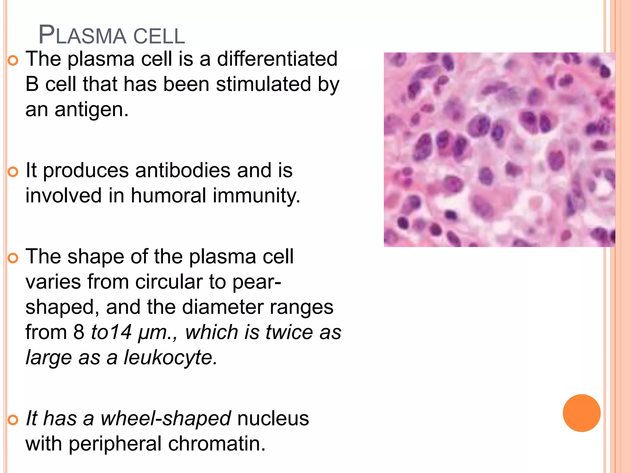 Cells in dermis | PPTX
