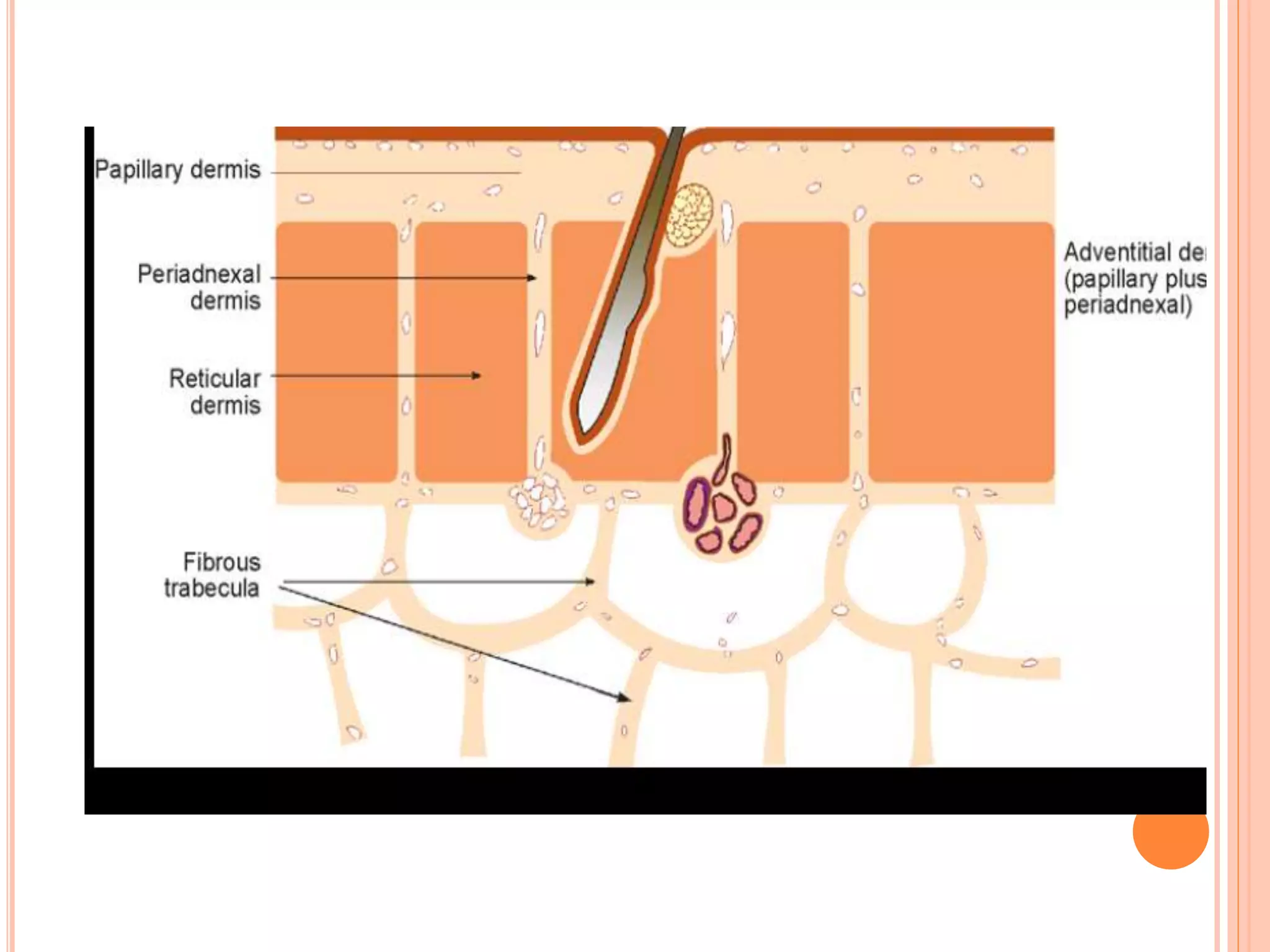 Cells in dermis | PPTX