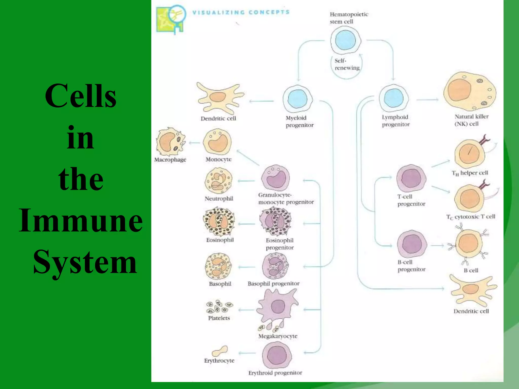 Cells in the immune system | PPT