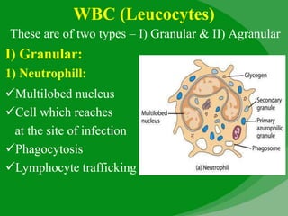 Cells in the immune system | PPT