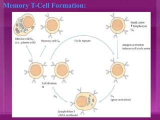 Cells in the immune system | PPT