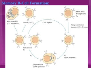 Cells in the immune system | PPT