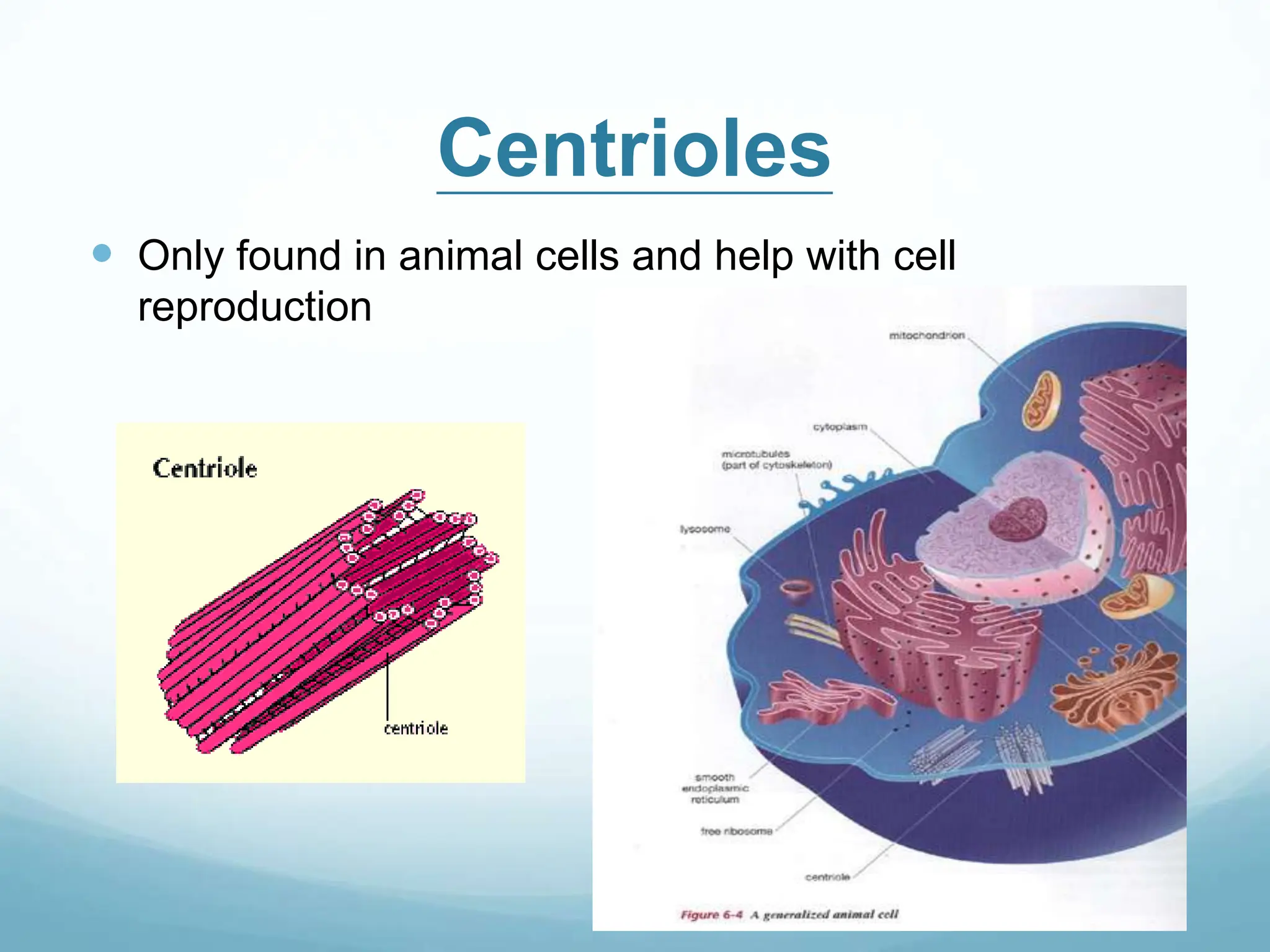 Organic cells presentation for young learners | PPT