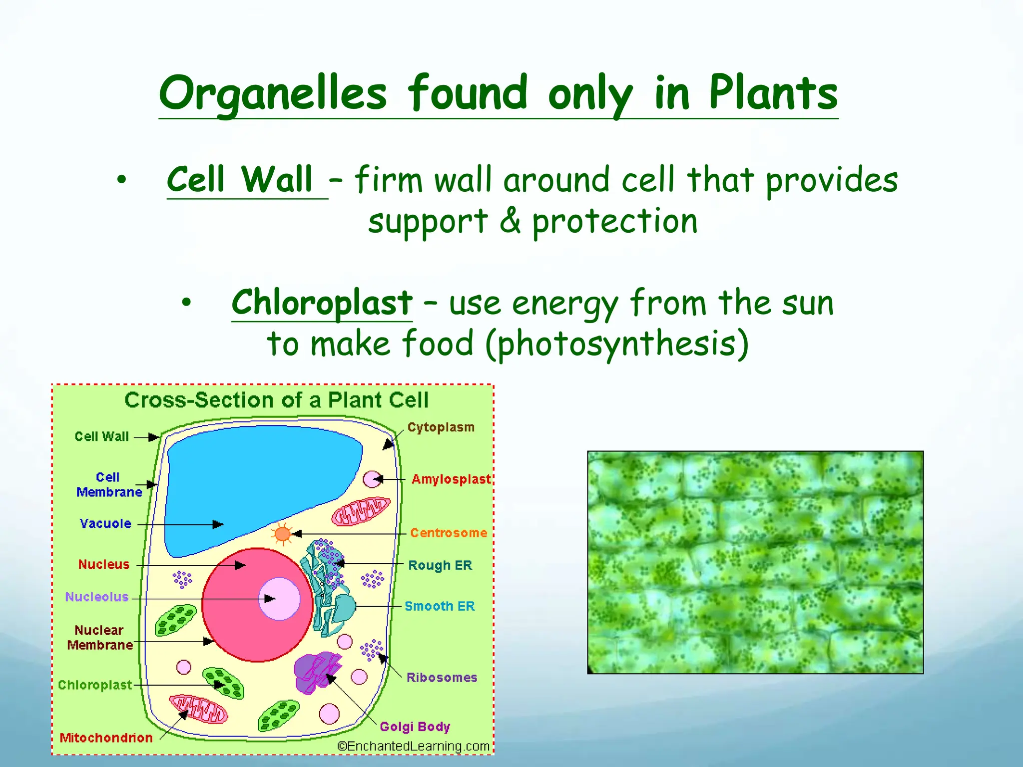 Organic cells presentation for young learners | PPT | Free Download