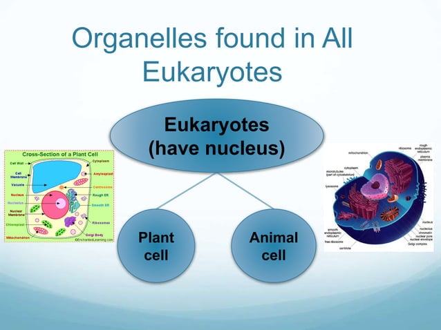Organic cells presentation for young learners | PPT