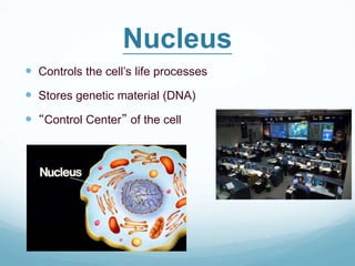 Organic cells presentation for young learners | PPT | Free Download