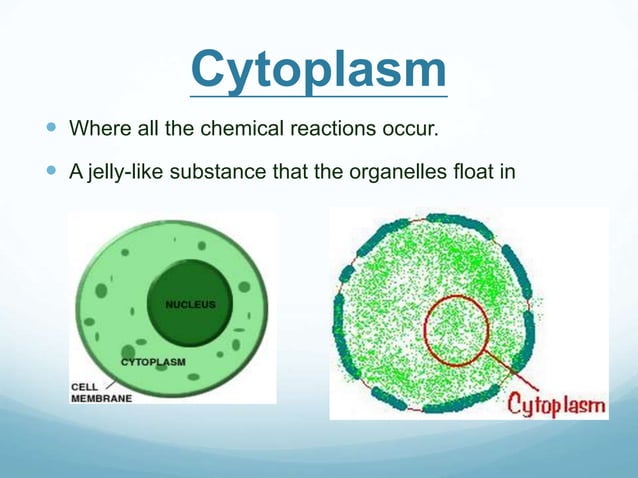 Organic cells presentation for young learners | PPT