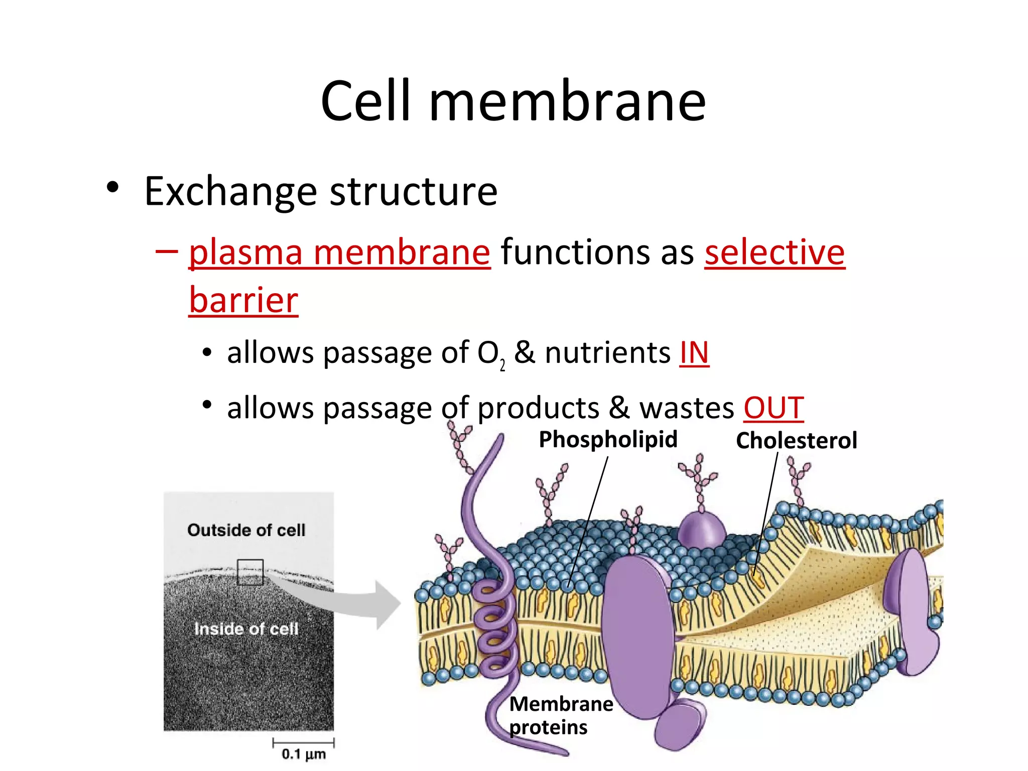 Cell size | PPT